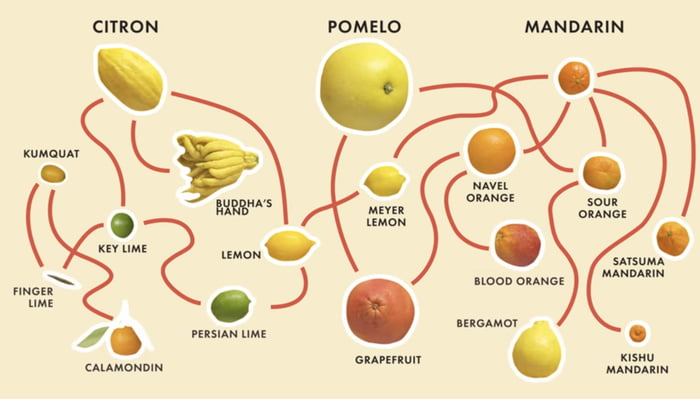 The citrus family chart, showing different types and crossbreed history ...