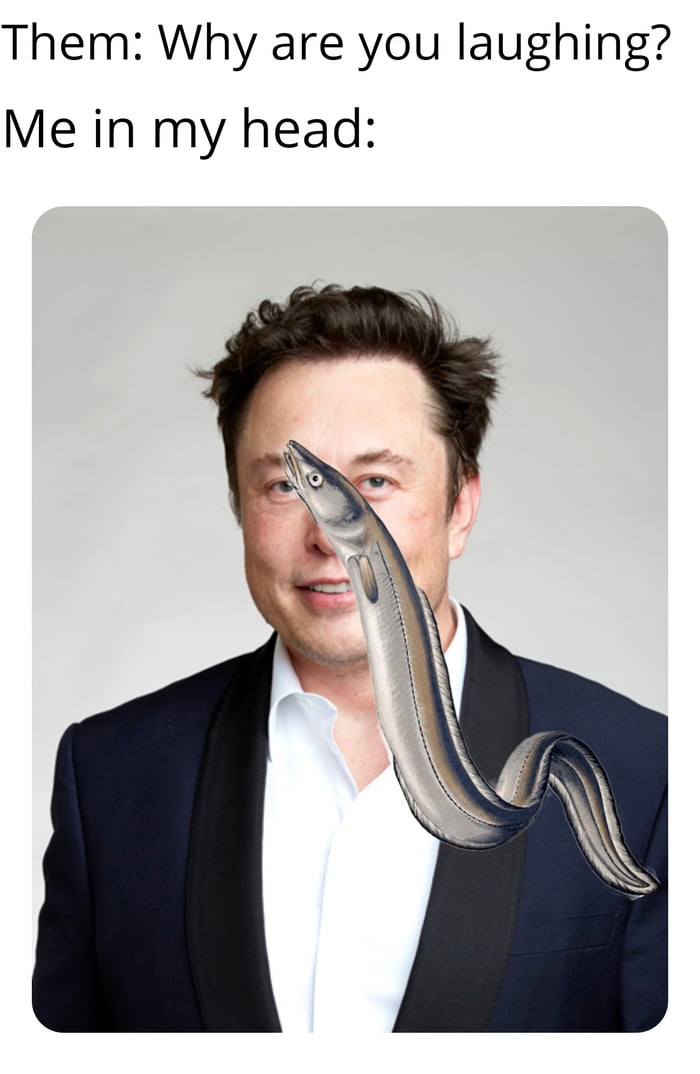 Eel on Musk - 9GAG