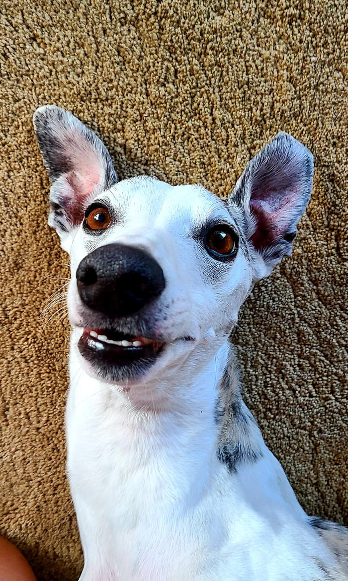 Chase getting belly rubs. - 9GAG