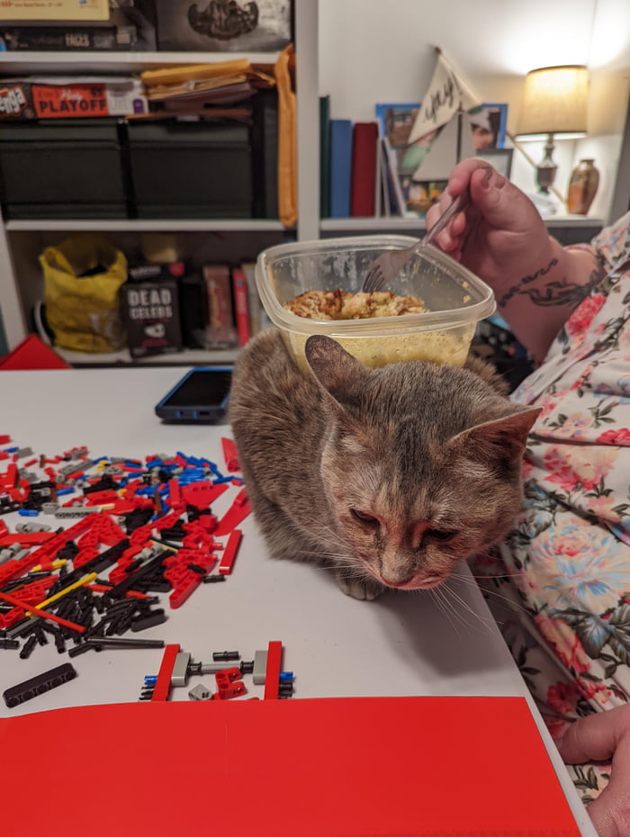 When you take a break for lunch but the cat wants to continue building ...