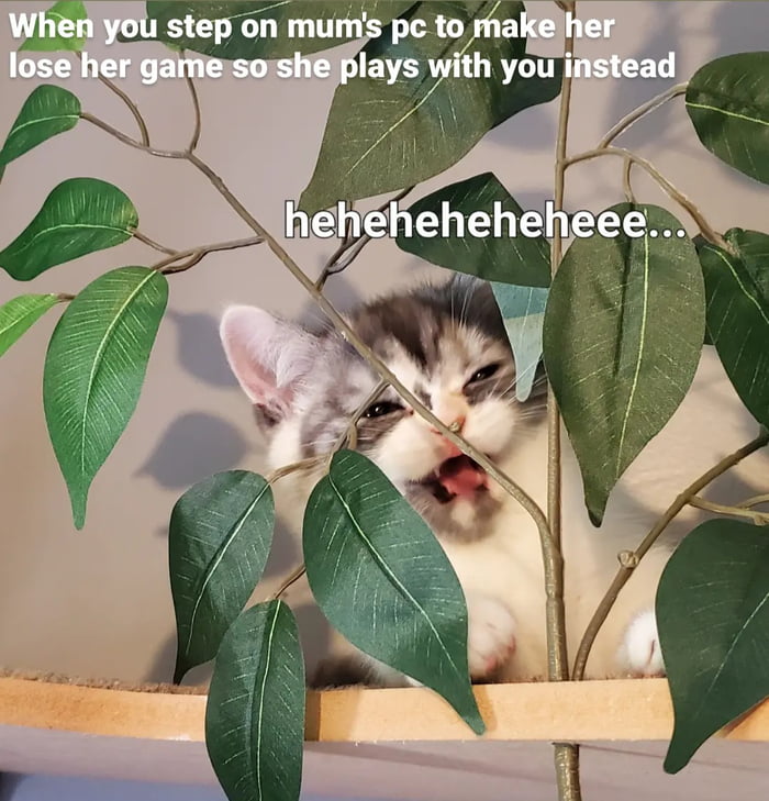 So uh.. i took a pic of my kitty and it turned into that - 9GAG