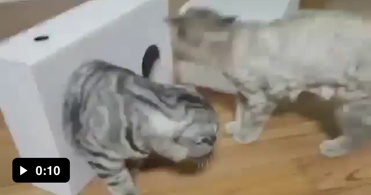 Help me step-cat - 9GAG