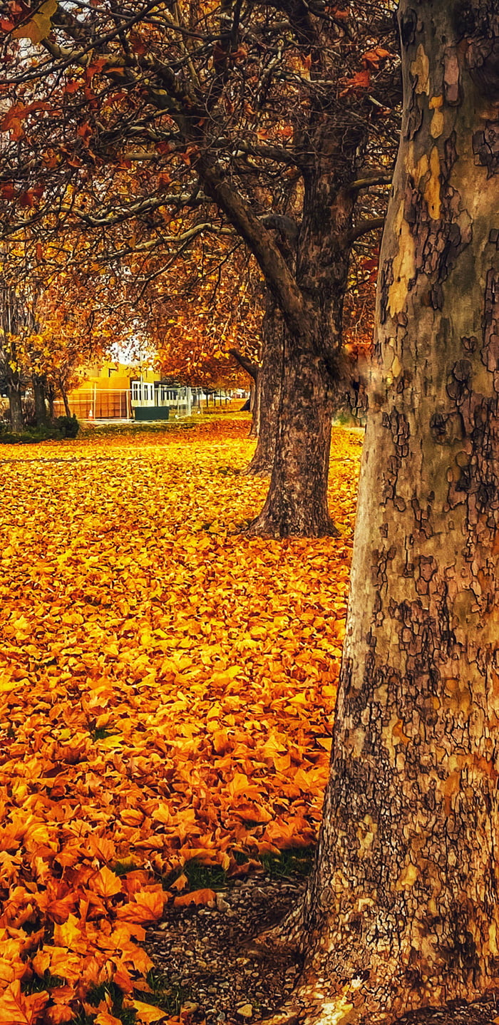 Fall Morning PNW - 9GAG