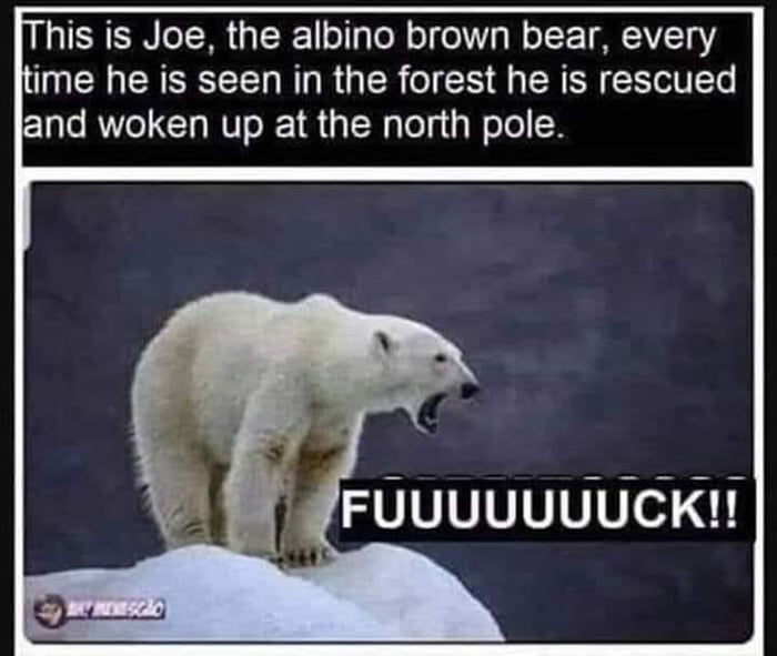 Poor bear ! - 9GAG