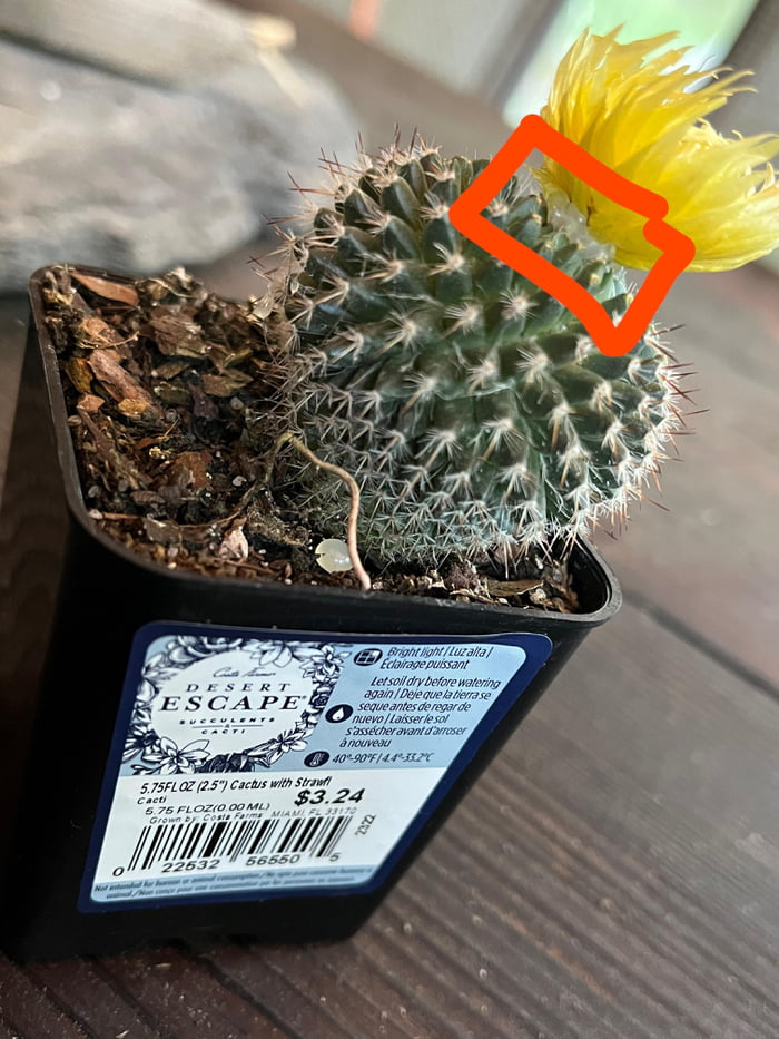 Desert Escape and Walmart glueing on a flower on this cactus. - 9GAG
