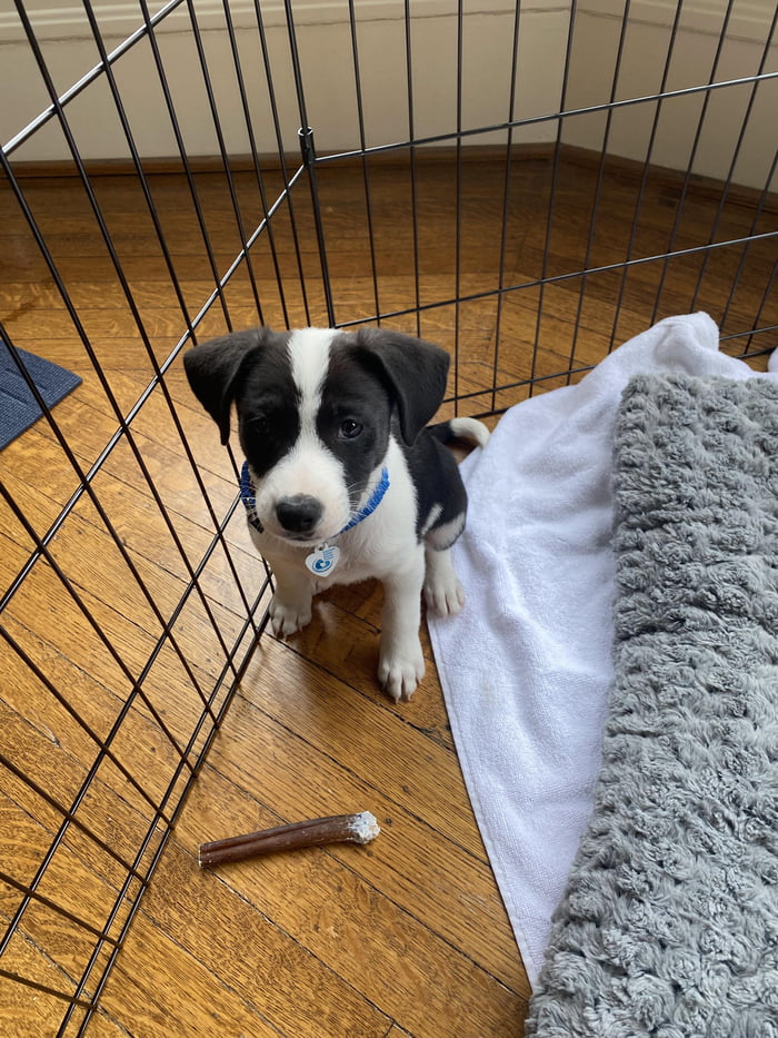 Such a well behaved tiny pupper - 9GAG