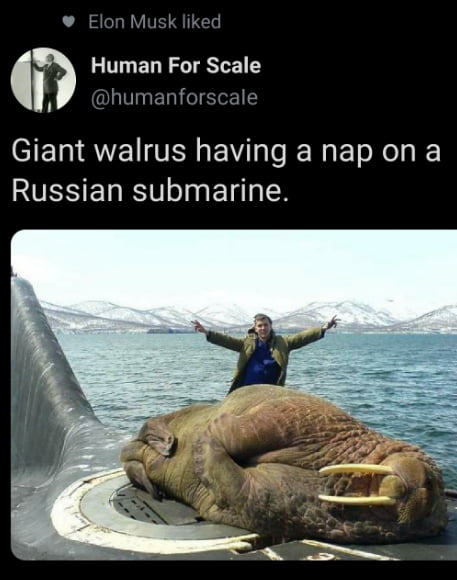 Yep that's how a Walrus works. - 9GAG