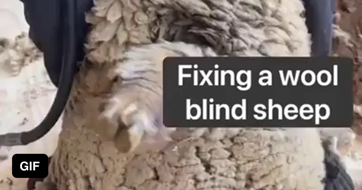 Fixing a wool blind sheep - 9GAG
