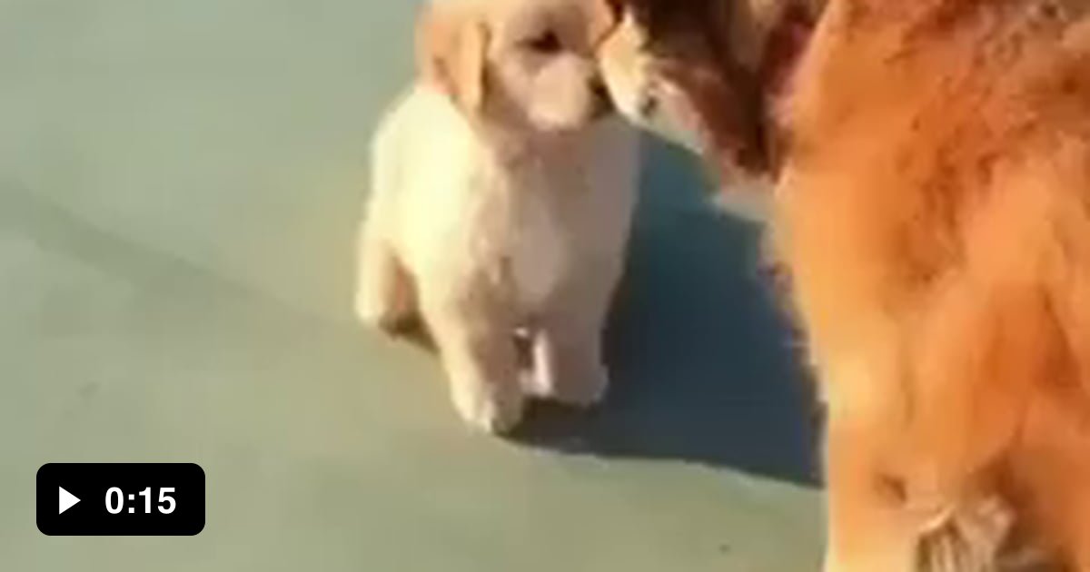 Old dog feels young again after meeting a pupper - 9GAG