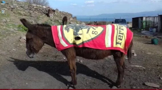 As promised… every time team donkey performs donkey…. - 9GAG