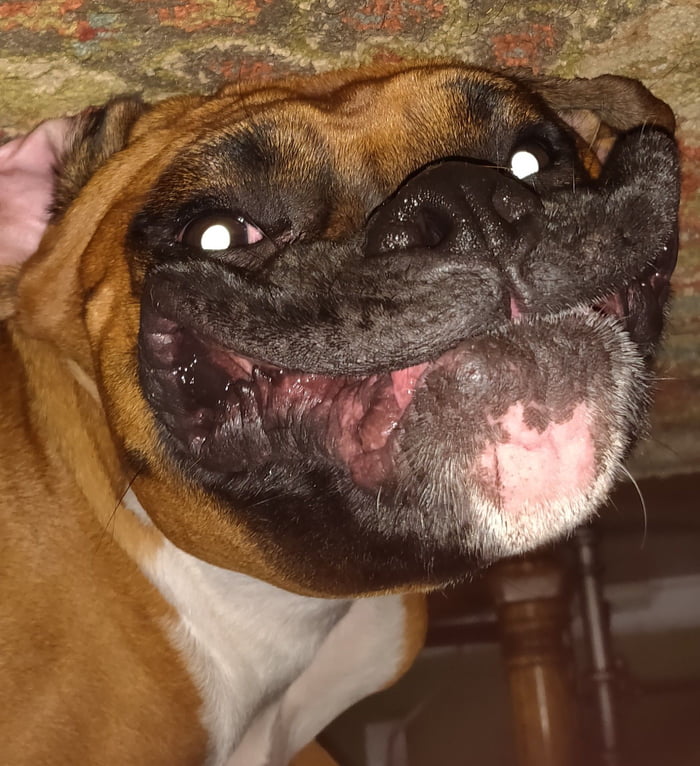 Flappy Mcflap Flappy Face - 9GAG