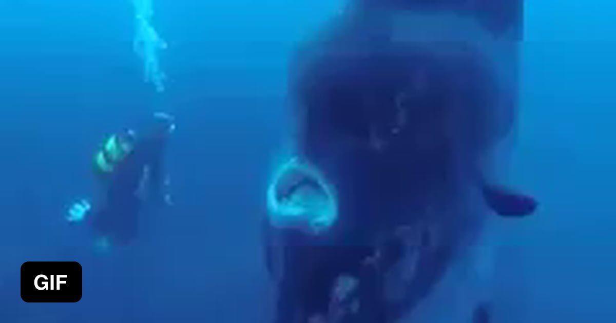 The ocean sunfish is the world's heaviest known bony fish: it reaches ...