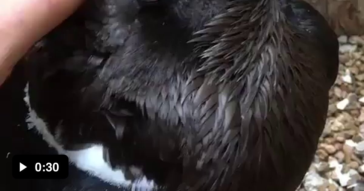 Raven enjoying scratches from human - 9GAG