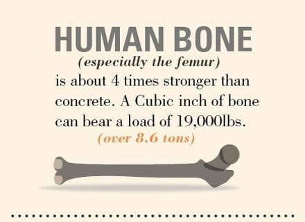 Matchbox-size chunk of bone can support about 18,000 pounds. Compared ...