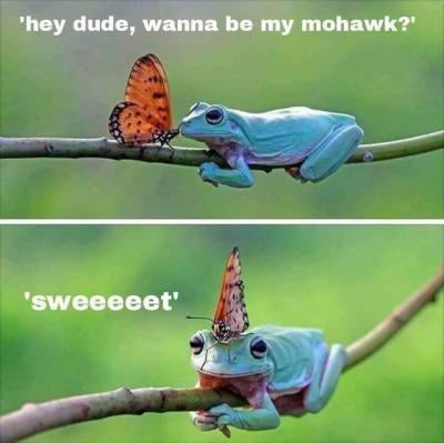 A perfect example of mutualistic symbiosis. - 9GAG