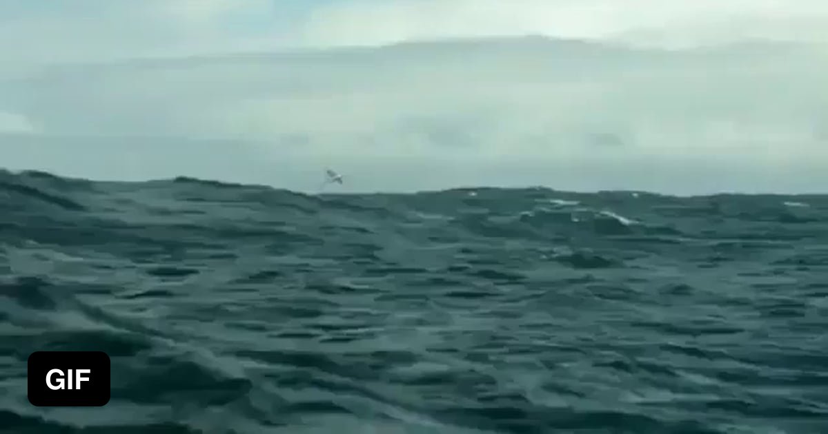 Flying fish evades underwater predator - 9GAG