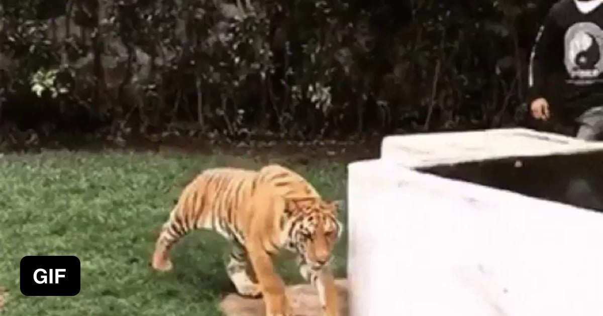 A very sneaky tiger - 9GAG