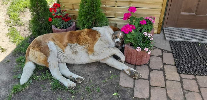 Dog of Chernobyl - 9GAG