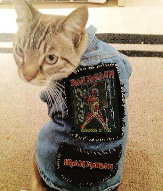Metalhead kitty - 9GAG
