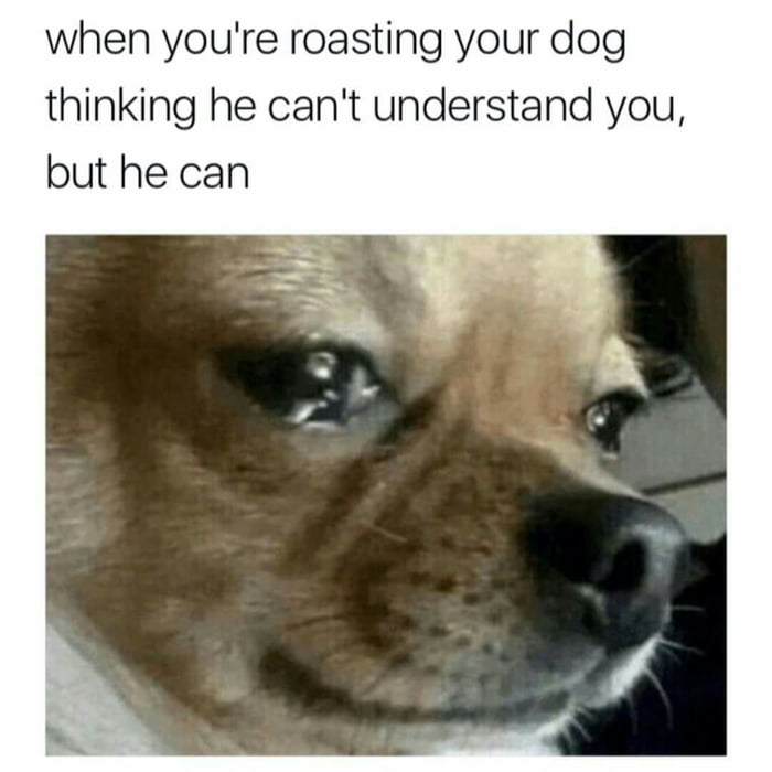 Poor pupper - 9GAG
