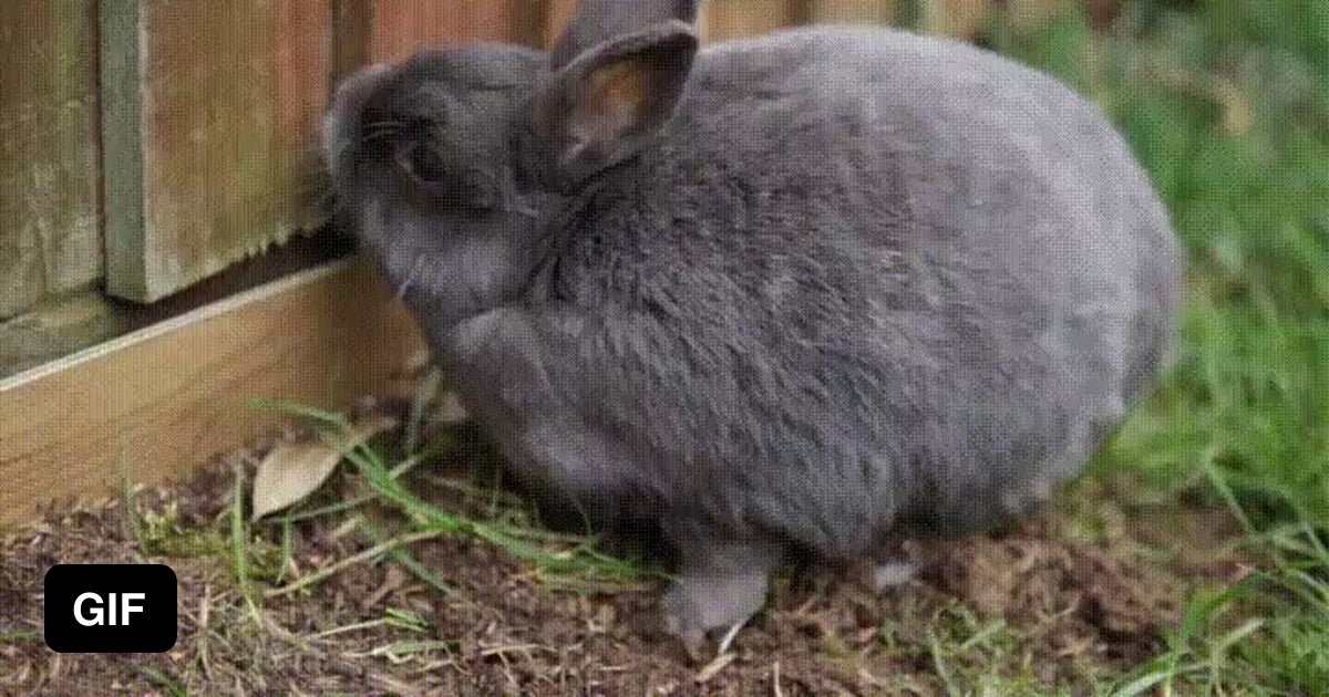 Bunny taking some rest - 9GAG