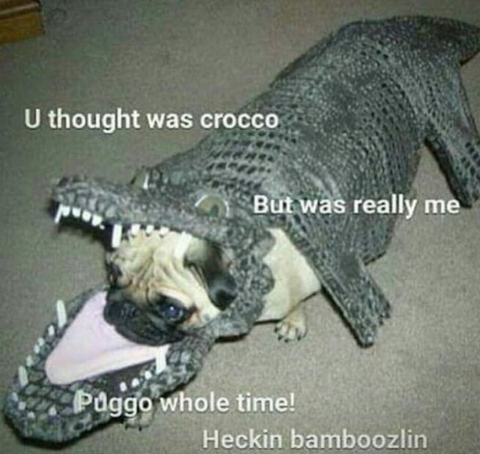 Puggo crocco - 9GAG