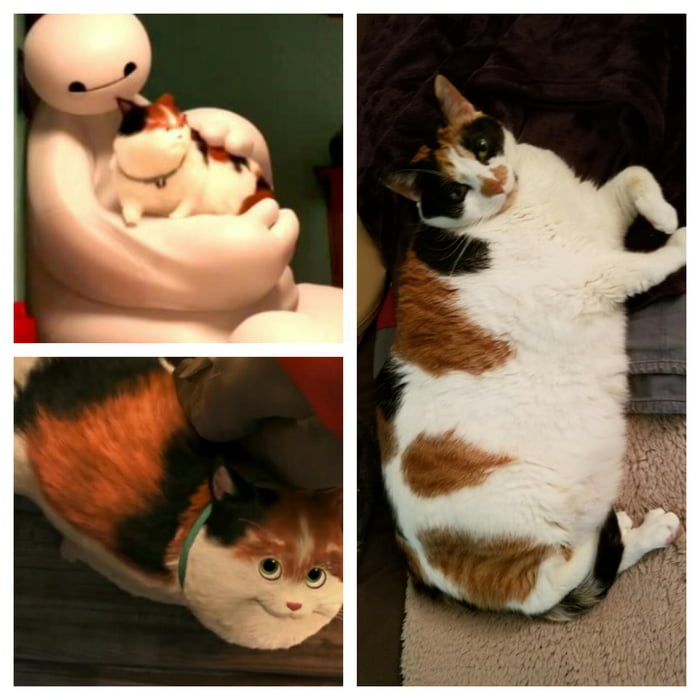 Realized today that my cat is "Moshi" from Big Hero 6 - 9GAG