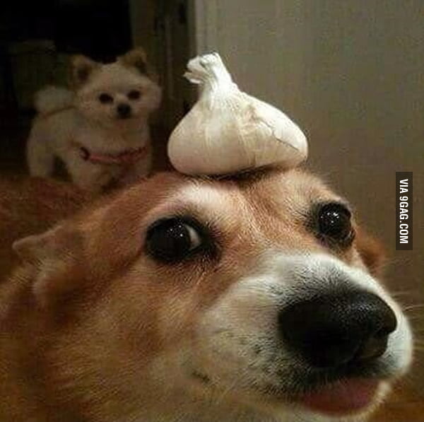 If you are having a hard day, here I send you a doggo with garlic on ...