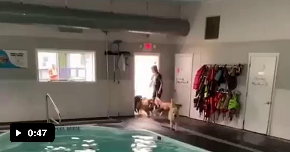 Doggo pool party - 9GAG
