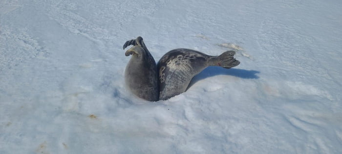 Two seals tried jumping into one hole at the same time. This was the ...