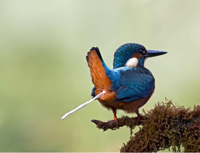 Photographer Boris Ronkalj captured the right moment of the kingfisher ...
