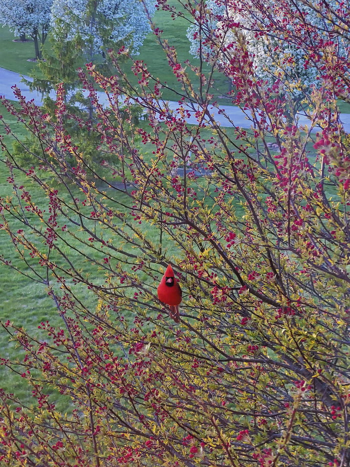 This stunning cardinal on a tree - 9GAG