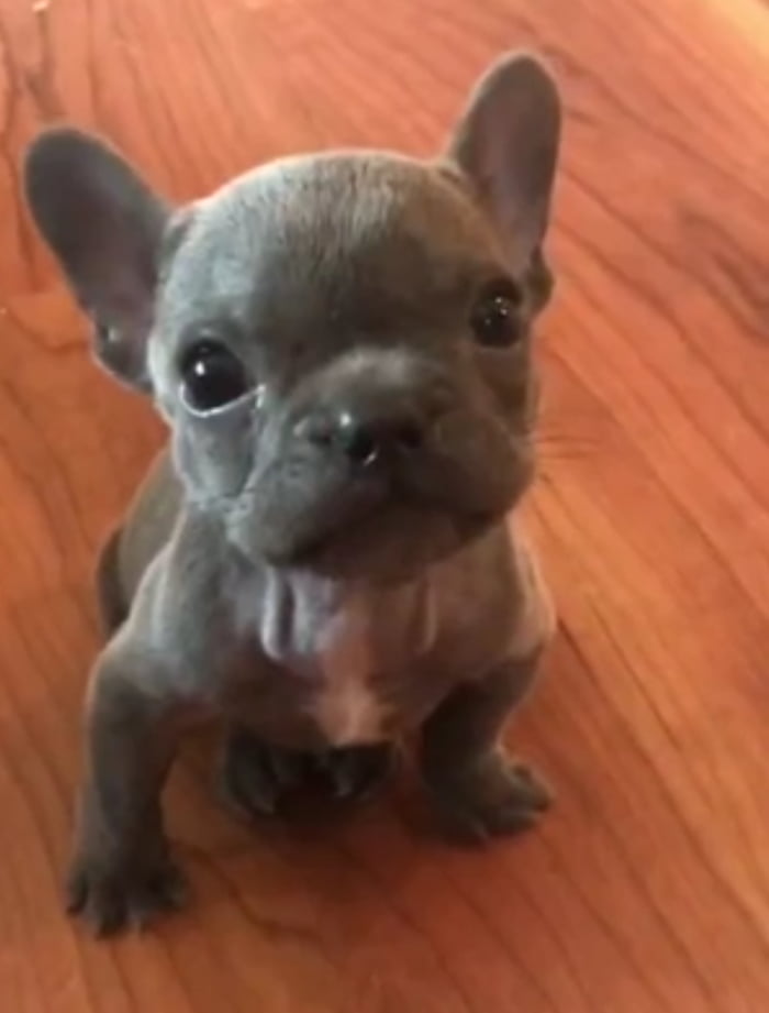 Lilo & Stitches, Stitch IRL. - 9GAG