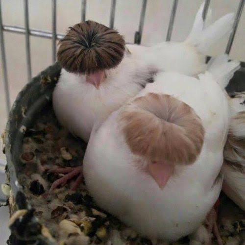 Birds with a bowel haircut. Gloster canaries. - 9GAG