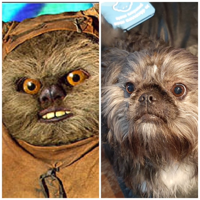 Ewok Dog Memes Ewok Dog Costume | Funny Star Wars Dog Costume For