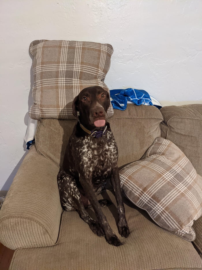 Heard a loud noise and is now scared. Derp tongue activate - 9GAG