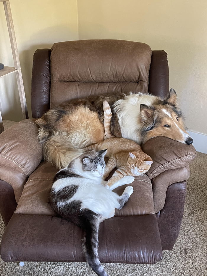A Big Old Cuddle Puddle 9gag