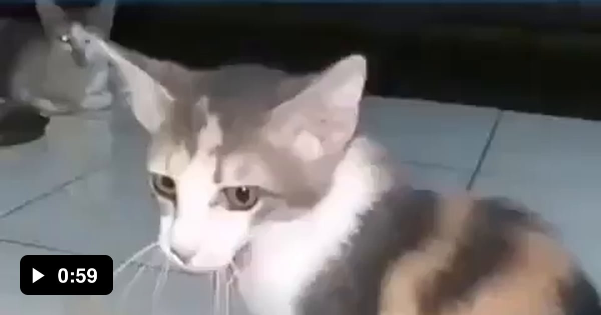 Cat No.3 is my forever mood - 9GAG