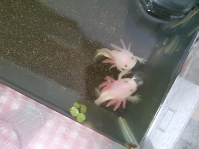 An Axolotl burping :D - 9GAG