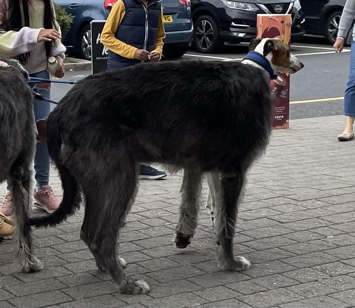 A big dog with a small head - 9GAG