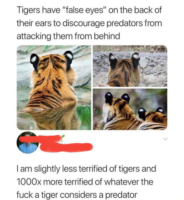 What could possibly predate a tiger?! - 9GAG