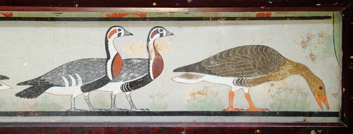 An extinct species of geese (left) painted on a tomb wall of Nefermaat ...