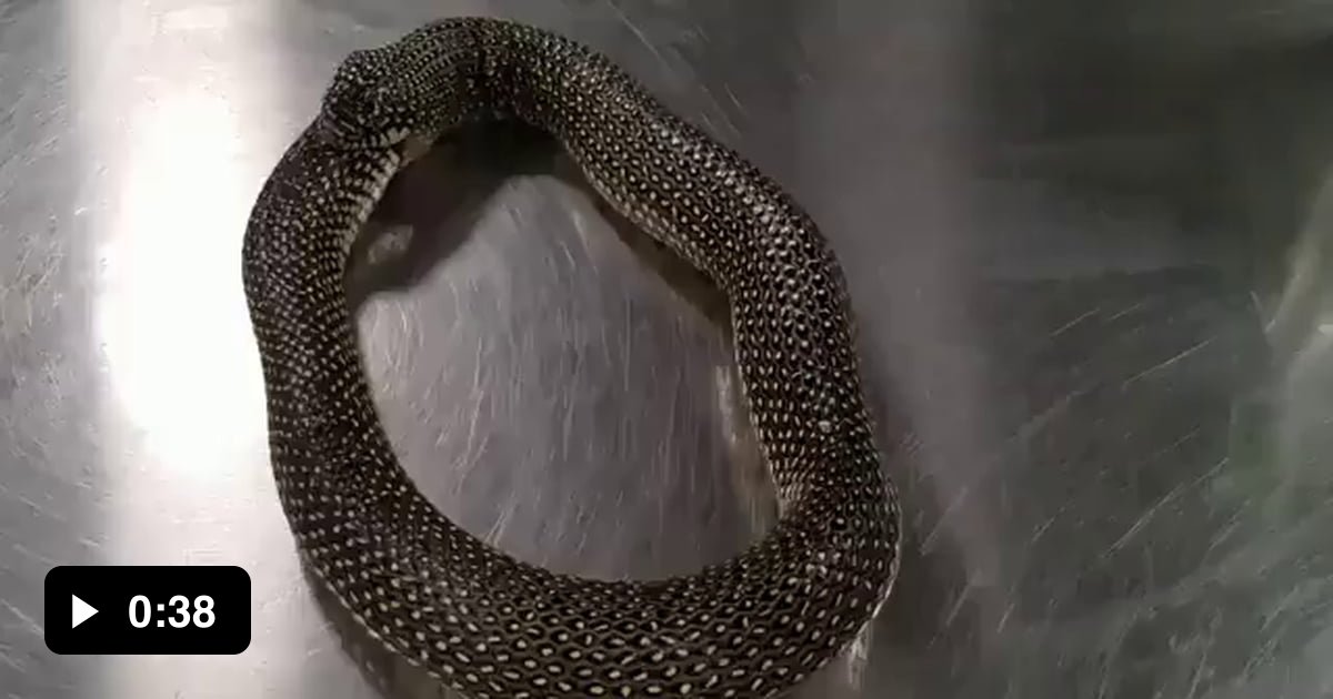 Saving snake that's eating itself - 9GAG