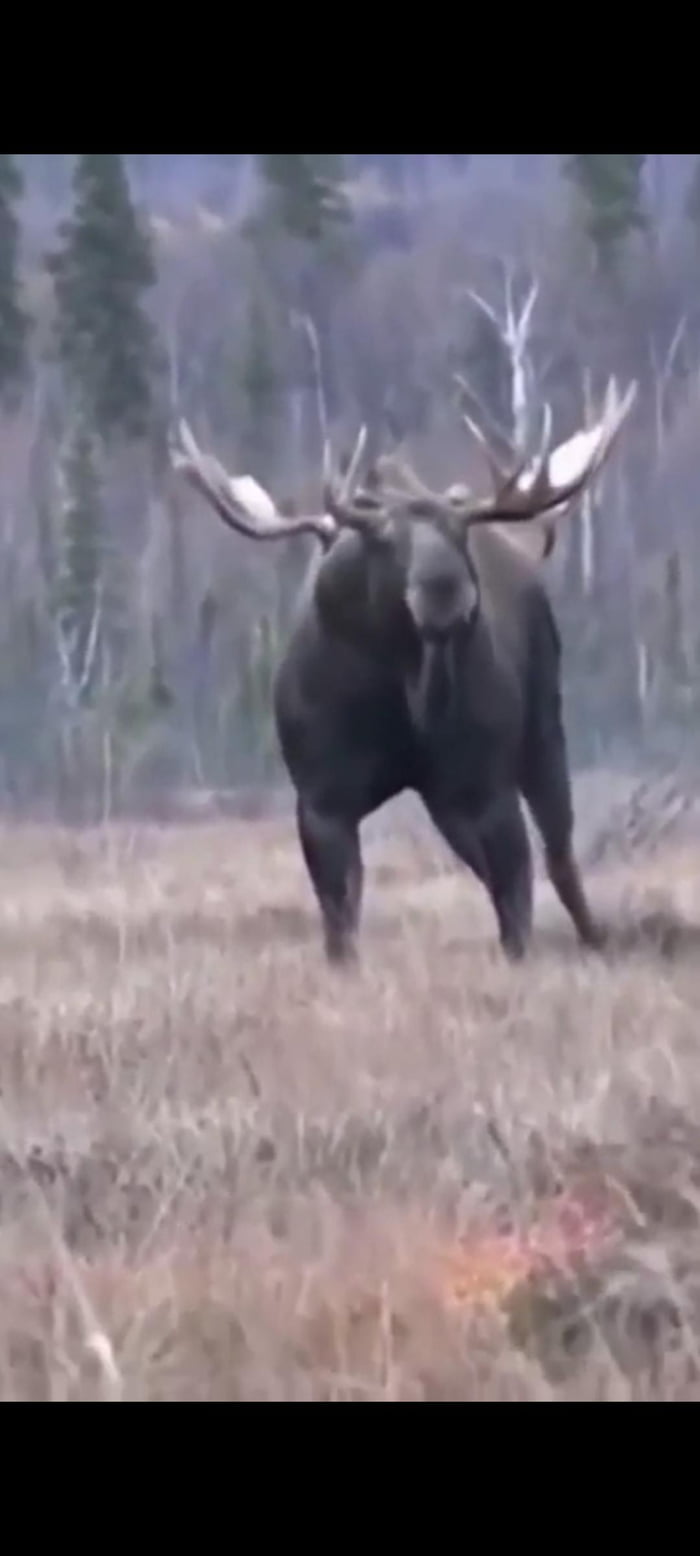 Moose disaster, lord of the mythical forest , destroyer of cars - 9GAG