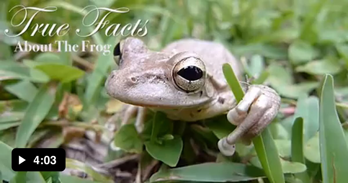 Indubitable facts about Frogs - 9GAG