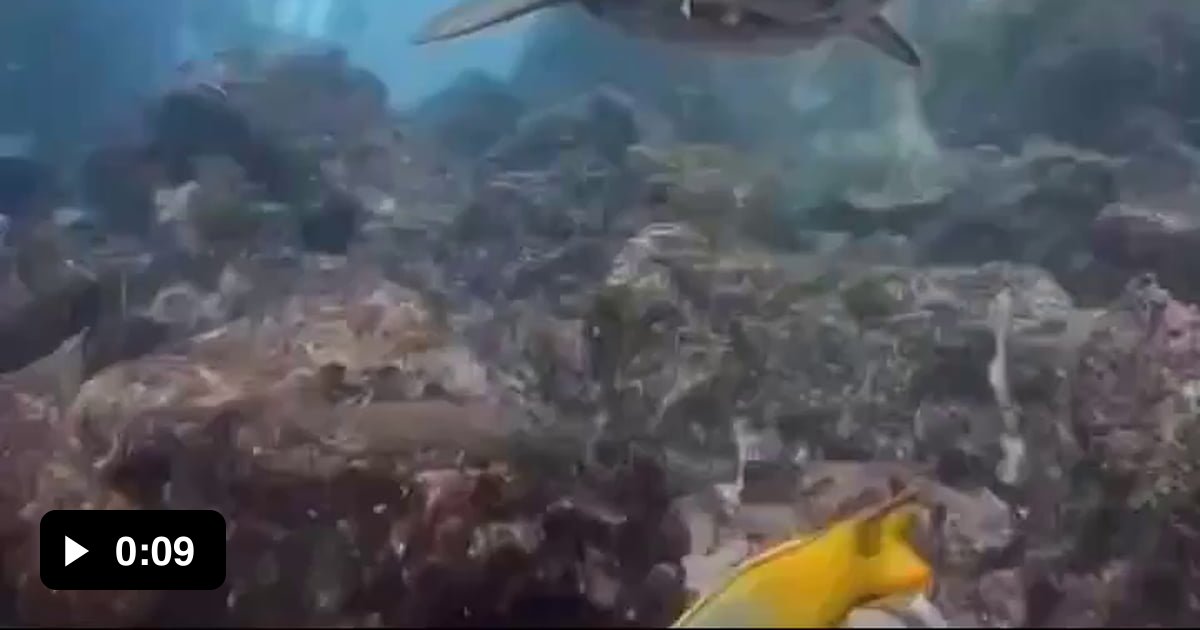 The sand tiger shark is an extremely rare example of an intrauterine ...