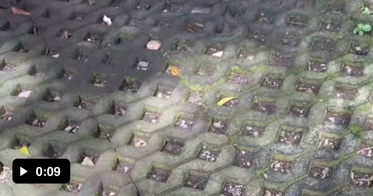 Filthy monkey behavior - 9GAG