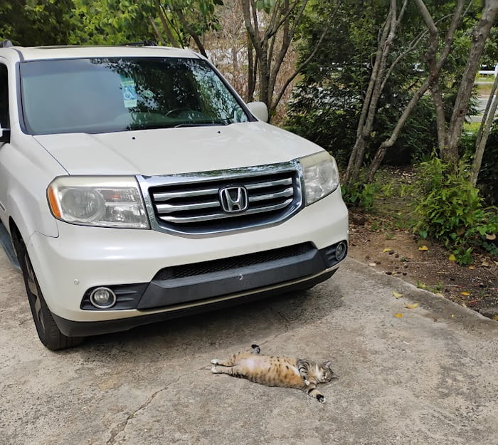 My Cat doing Insurance fraud. Wants 50 Kitty snacks not to sue. She's ...