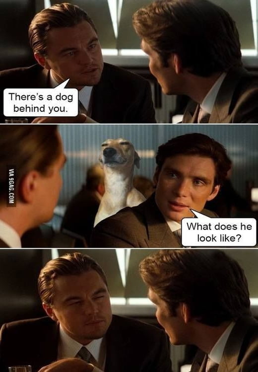 BOOP HIS GODDAMN SNOOT!!! - 9GAG