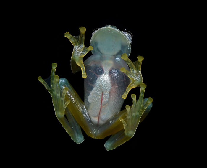 This is a glass frog, a frog who's viscera (organs in the main body ...